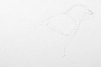 How to Draw a Crow – Tips from the Artist about Drawing a Crow