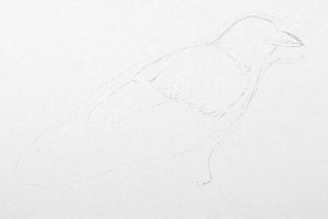 How to Draw a Crow – Tips from the Artist about Drawing a Crow