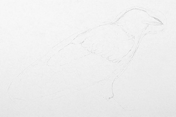 How to Draw a Crow – Tips from the Artist about Drawing a Crow