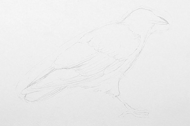 How to Draw a Crow – Tips from the Artist about Drawing a Crow