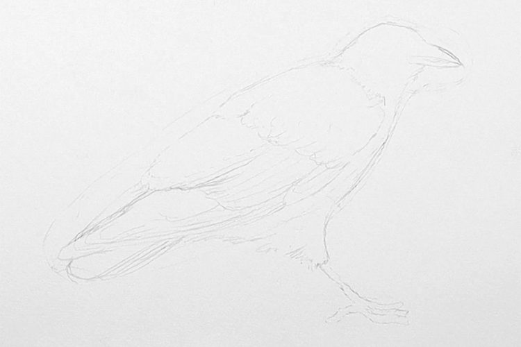 How to Draw a Crow – Tips from the Artist about Drawing a Crow