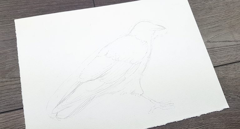 How to Draw a Crow – Tips from the Artist about Drawing a Crow