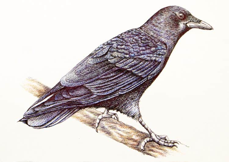 How to Draw a Crow – Tips from the Artist about Drawing a Crow