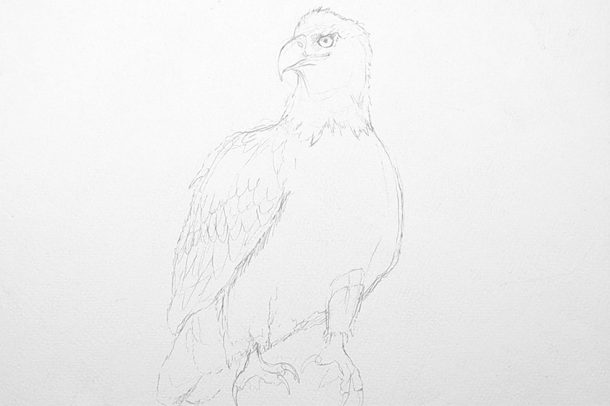 How to Draw an Eagle – A Majestic Bald Eagle Drawing