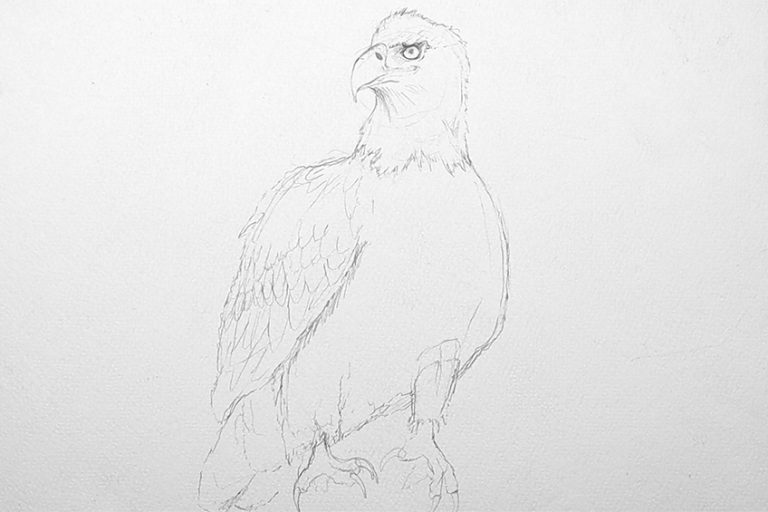 How to Draw an Eagle – A Majestic Bald Eagle Drawing