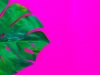 Hot Pink Color – Exploring Shades of Hot Pink and Combinations