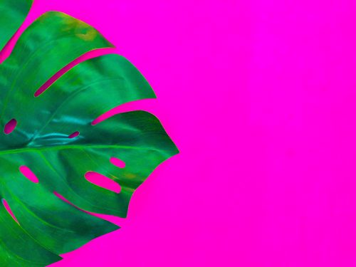 Hot Pink Color – Exploring Shades of Hot Pink and Combinations