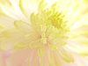 Pastel Yellow – A Deep Dive Into Pastel Yellow Color Theory