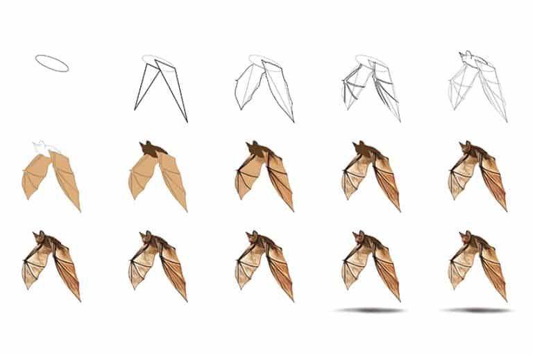 How to Draw a Bat - A Step-by-Step Guide to Create a Bat Drawing