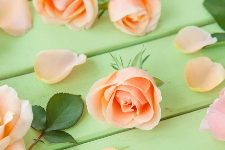 What Color Goes With Peach? - Colors That Complement Peach