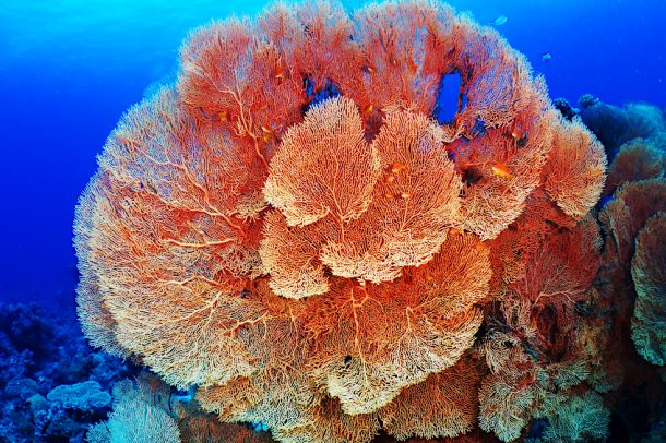 Salmon Color - All You Need to Know About the Color Salmon