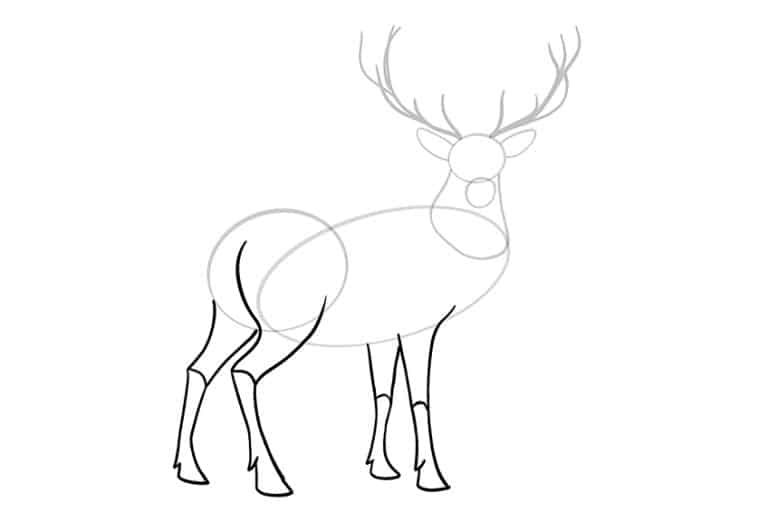 How to Draw a Deer - Creating a Realistic Deer Drawing