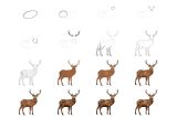 How to Draw a Deer - Creating a Realistic Deer Drawing
