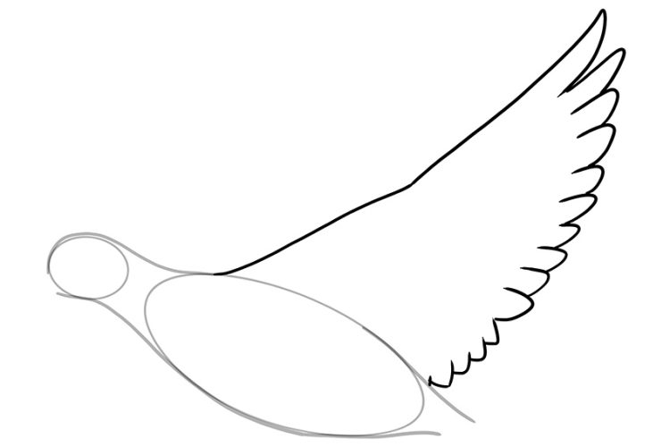 How to Draw a Dove - A Step-by-Step Tutorial on Dove Drawing