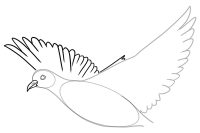 How to Draw a Dove - A Step-by-Step Tutorial on Dove Drawing