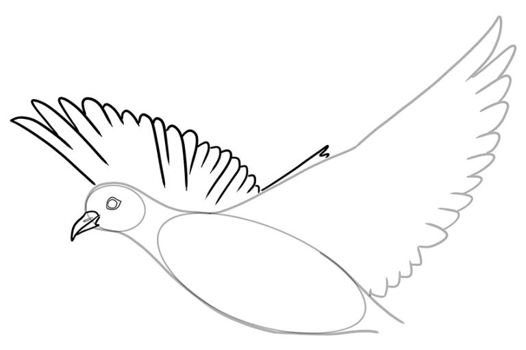 How to Draw a Dove - A Step-by-Step Tutorial on Dove Drawing