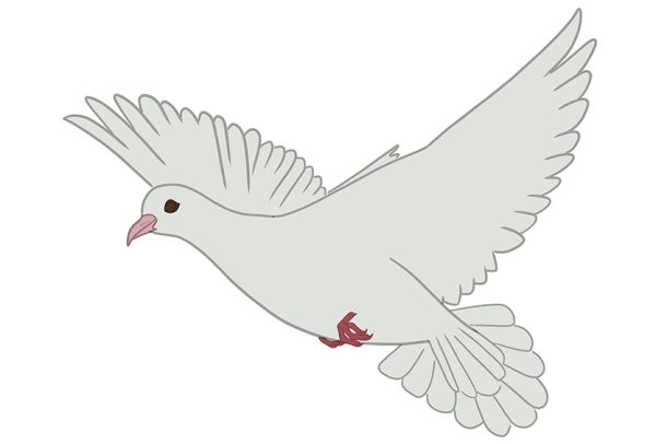 How to Draw a Dove - A Step-by-Step Tutorial on Dove Drawing