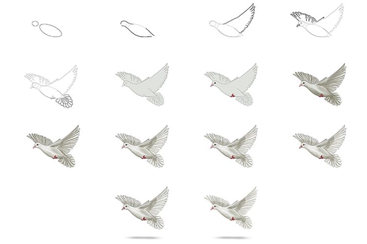 How to Draw a Dove - A Step-by-Step Tutorial on Dove Drawing