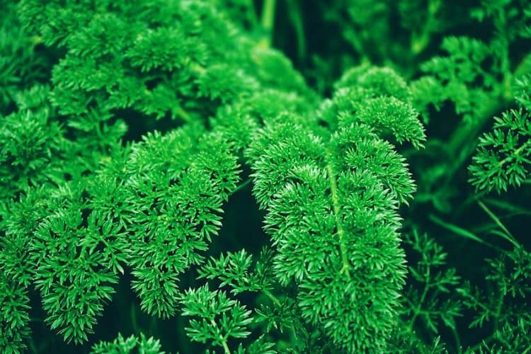 Meaning of the Color Cyan - The Hue of Clarity and Creativity