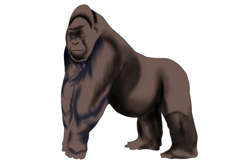 How to Draw a Gorilla - A Simple Gorilla Drawing!