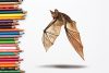 How to Draw a Bat - A Step-by-Step Guide to Create a Bat Drawing