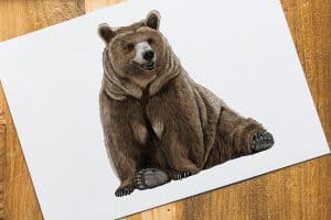 How to Draw a Bear - An Easy Bear Drawing Tutorial