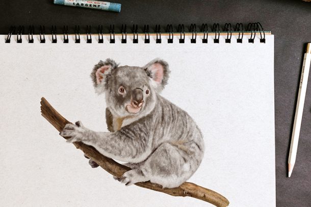 How to Draw a Koala - A Cute Koala Bear Drawing