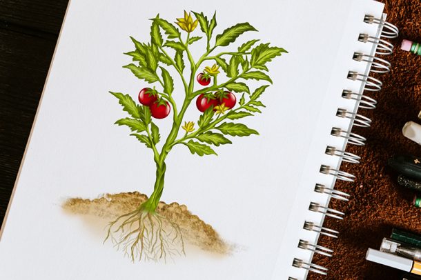 How to Draw a Plant - A Step-by-Step Plant Drawing