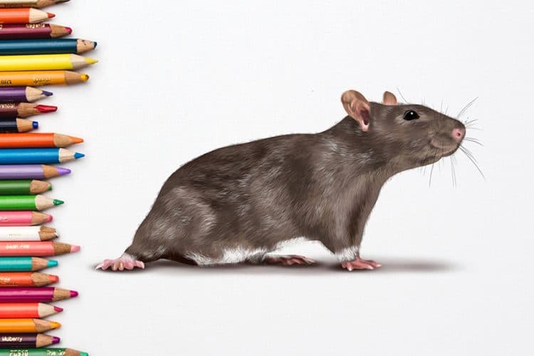 How to Draw a Rat - A Fun Guide to Creating a Rat Drawing
