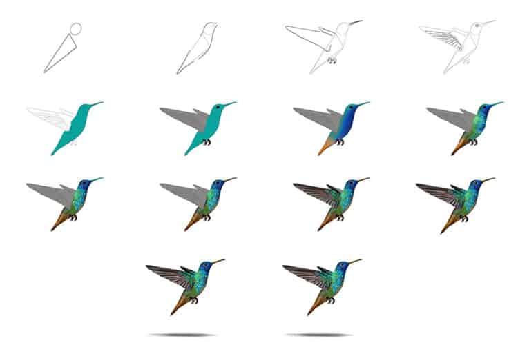 How to Draw a Hummingbird - A Realistic Hummingbird Drawing