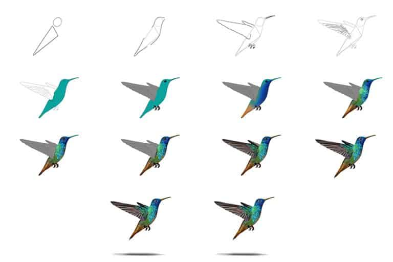 How to Draw a Hummingbird - A Realistic Hummingbird Drawing