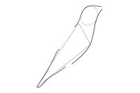How to Draw a Hummingbird - A Realistic Hummingbird Drawing