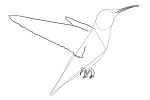 How to Draw a Hummingbird - A Realistic Hummingbird Drawing