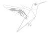 How to Draw a Hummingbird - A Realistic Hummingbird Drawing