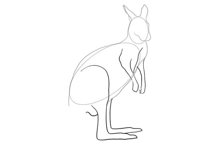How to Draw a Kangaroo - A Fun and Easy Kangaroo Sketch