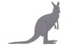 How to Draw a Kangaroo - A Fun and Easy Kangaroo Sketch