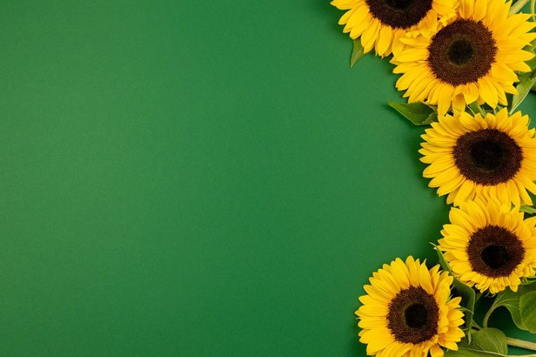 Kelly Green Color - Creating a Kelly Green Color Palette