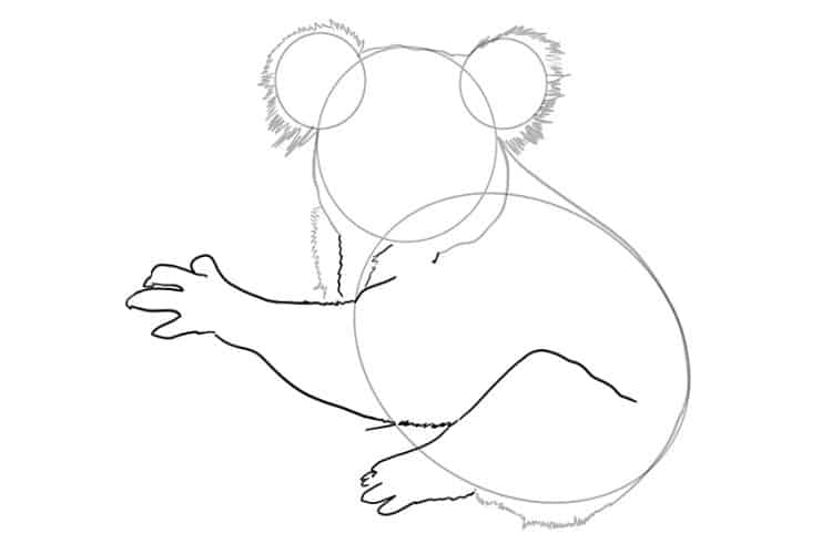 How to Draw a Koala - A Cute Koala Bear Drawing