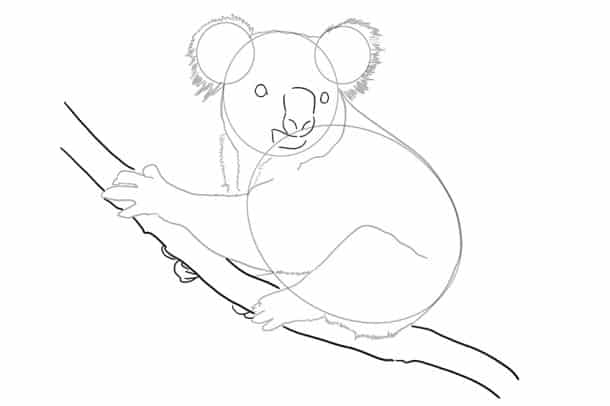 How to Draw a Koala - A Cute Koala Bear Drawing