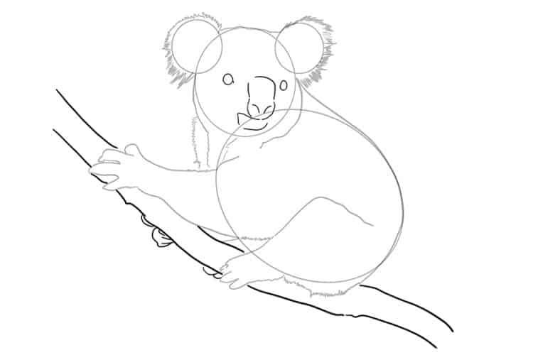 How to Draw a Koala - A Cute Koala Bear Drawing