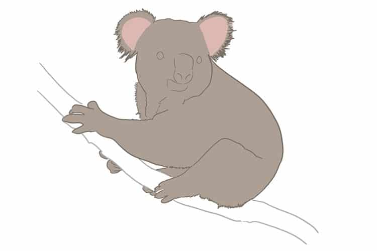 How to Draw a Koala - A Cute Koala Bear Drawing