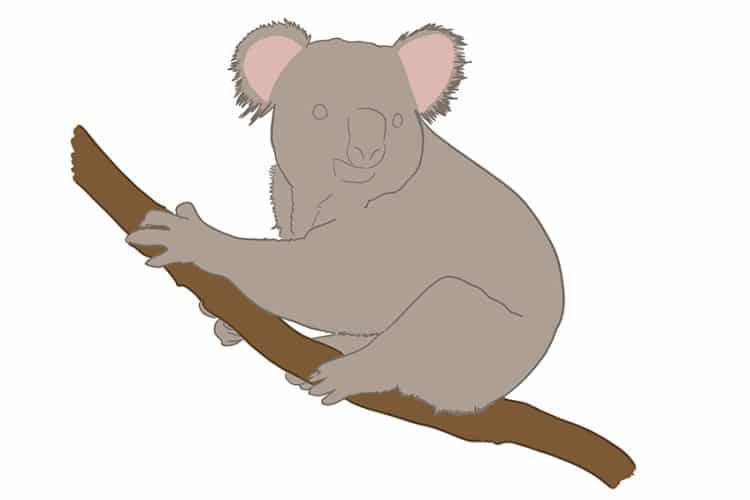 How to Draw a Koala - A Cute Koala Bear Drawing