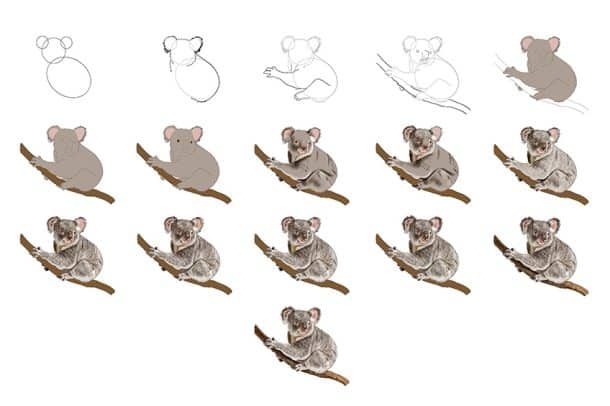 How to Draw a Koala - A Cute Koala Bear Drawing