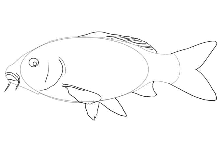 How to Draw a Koi Fish - An Easy Koi Fish Drawing