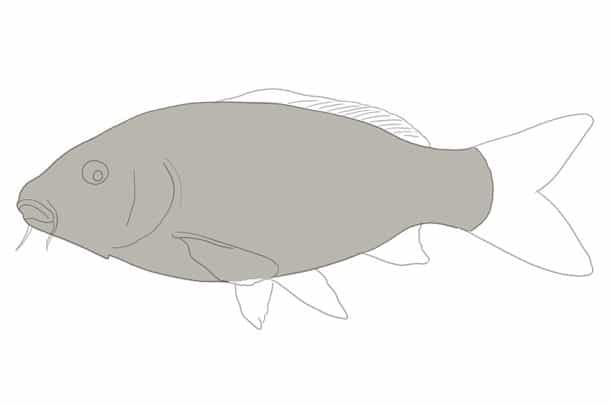 How to Draw a Koi Fish - An Easy Koi Fish Drawing