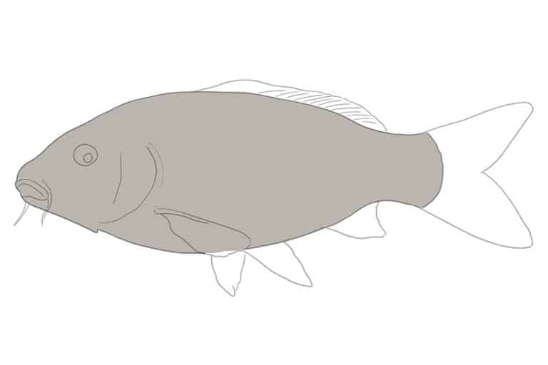 How to Draw a Koi Fish - An Easy Koi Fish Drawing