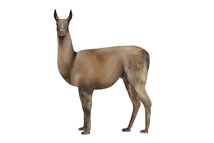 How to Draw a Llama - A Fun Step-by-Step Llama Drawing