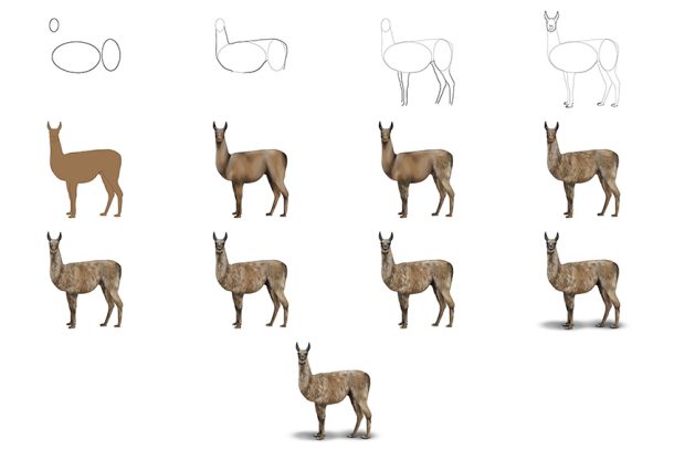 How to Draw a Llama - A Fun Step-by-Step Llama Drawing
