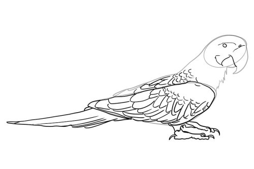 How to Draw a Parrot - A Fun and Colorful Parrot Drawing