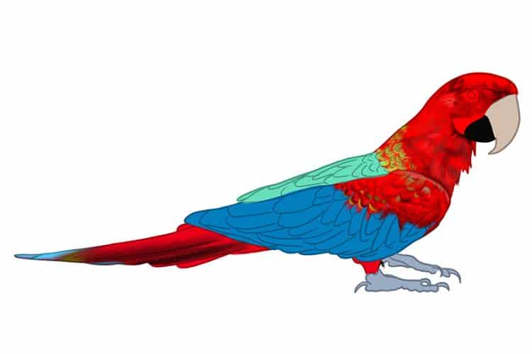 How to Draw a Parrot - A Fun and Colorful Parrot Drawing